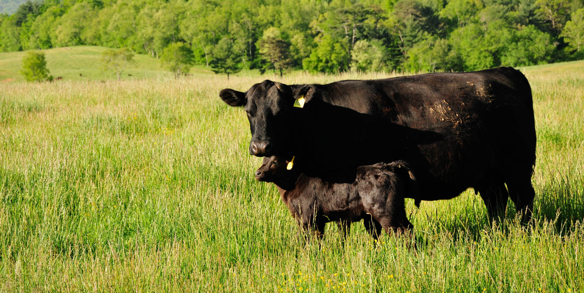 Donor Cows - Biltmore Livestock - Asheville, North Carolina